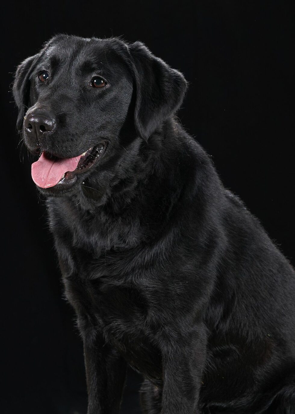 Dams - Sundance Retrievers